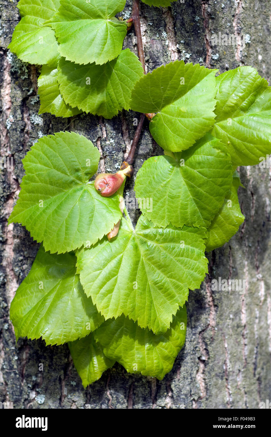 Linde baum hi-res stock photography and images - Alamy