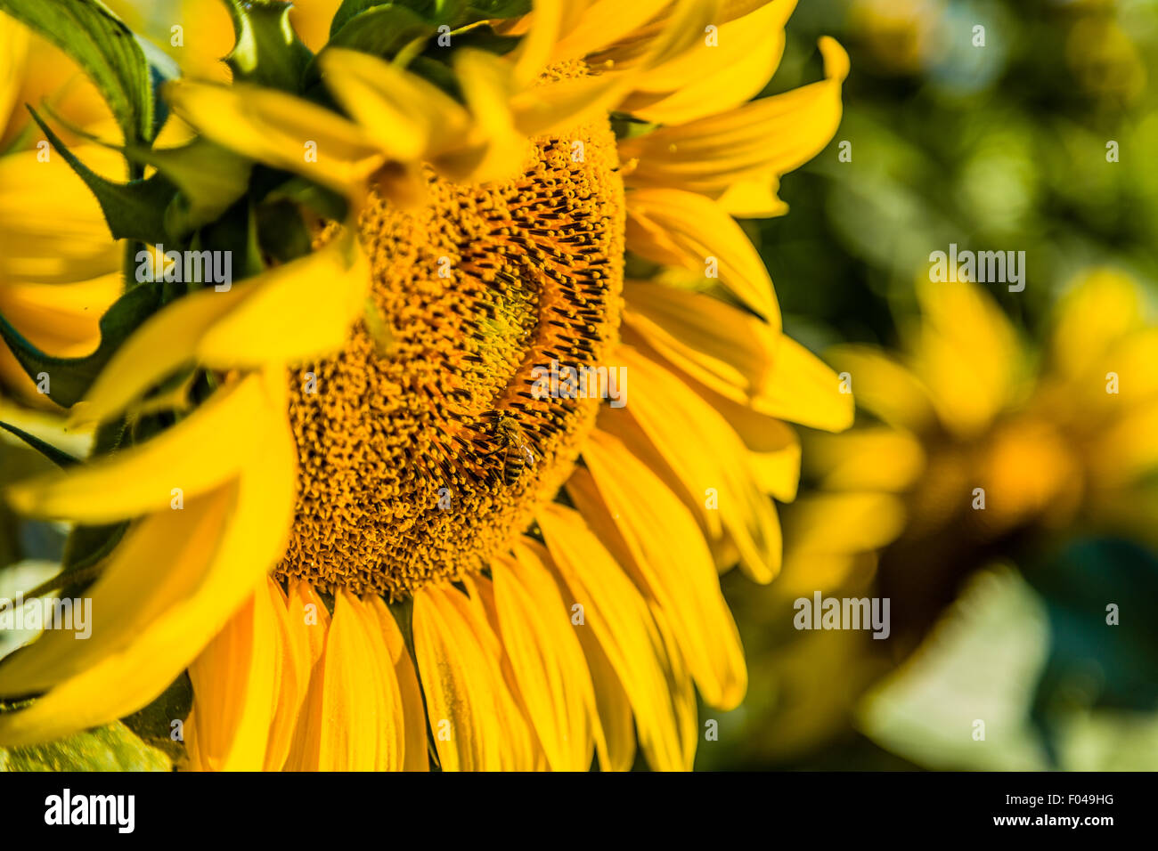 the industrious bee, pollinator insect favoring pollination and the ...