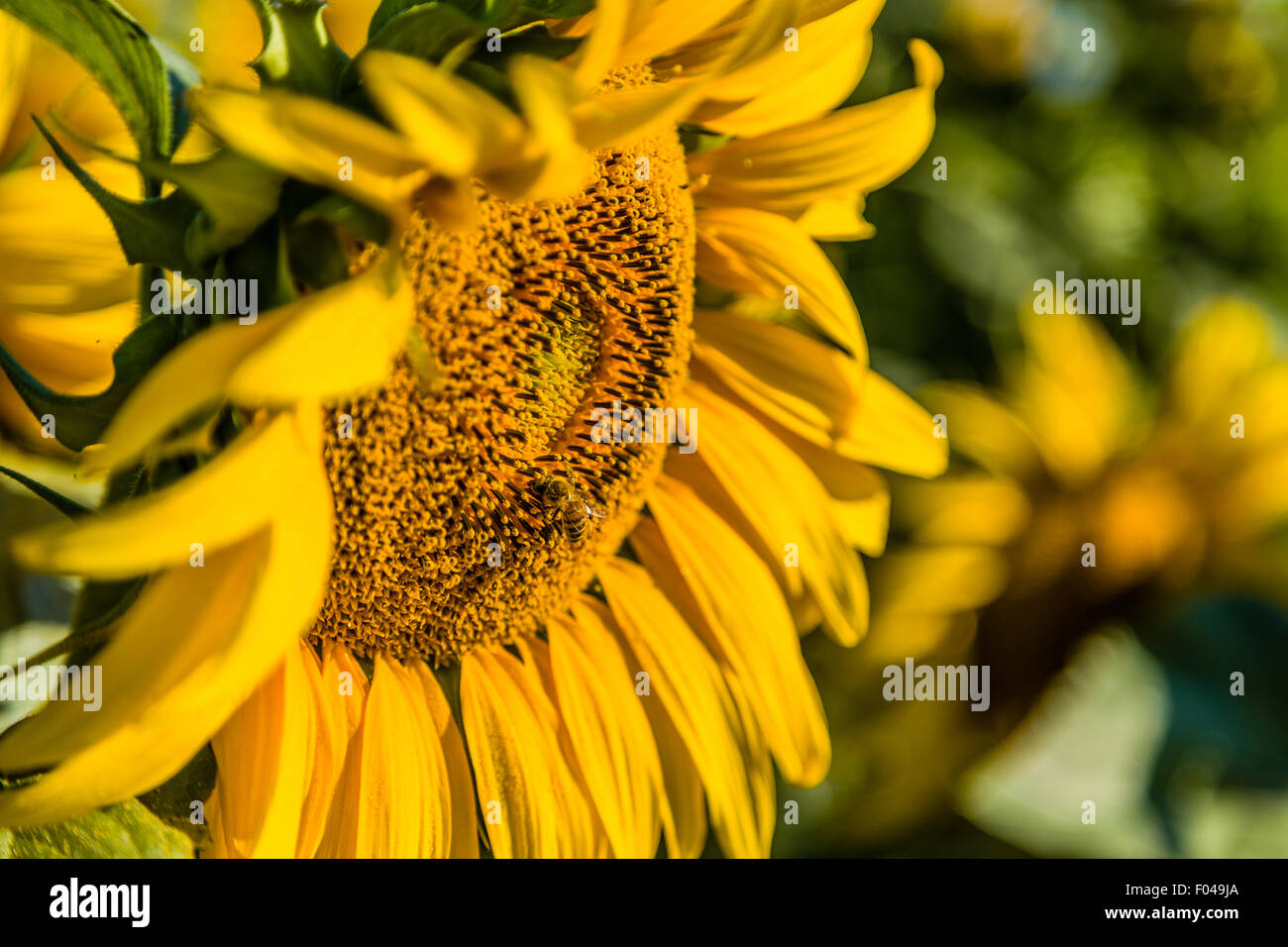 the pollinator bee, insect favoring pollination and the subsequent ...