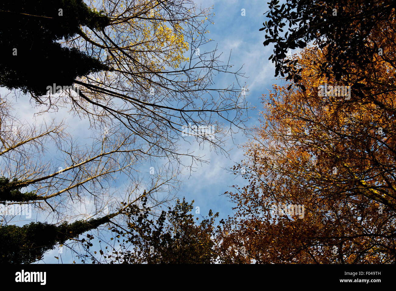 Looking at the sky through a clearing in the trees Stock Photo - Alamy
