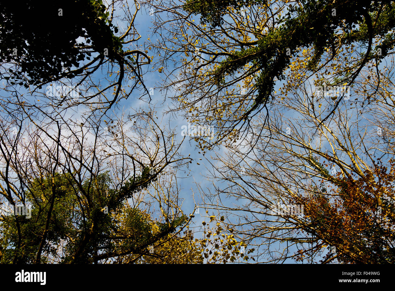Looking up sky through trees hi-res stock photography and images - Alamy