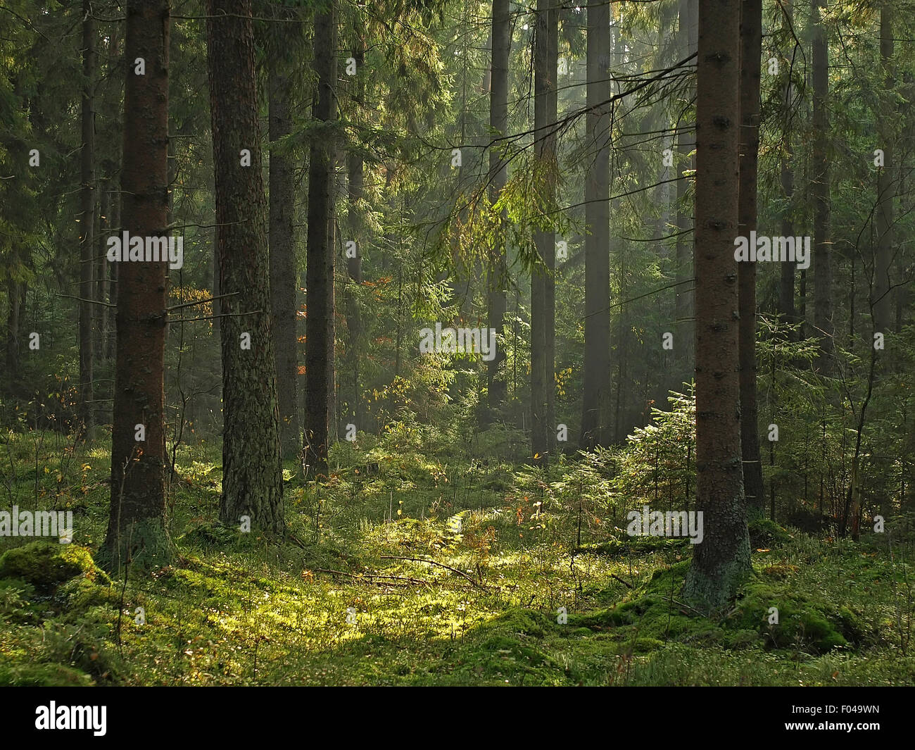 Forest dark trees hi-res stock photography and images - Alamy
