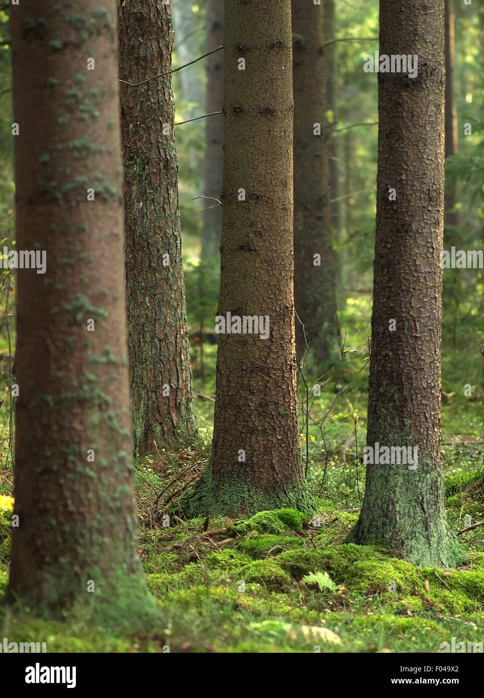 autumn forest with big old trees Stock Photo - Alamy