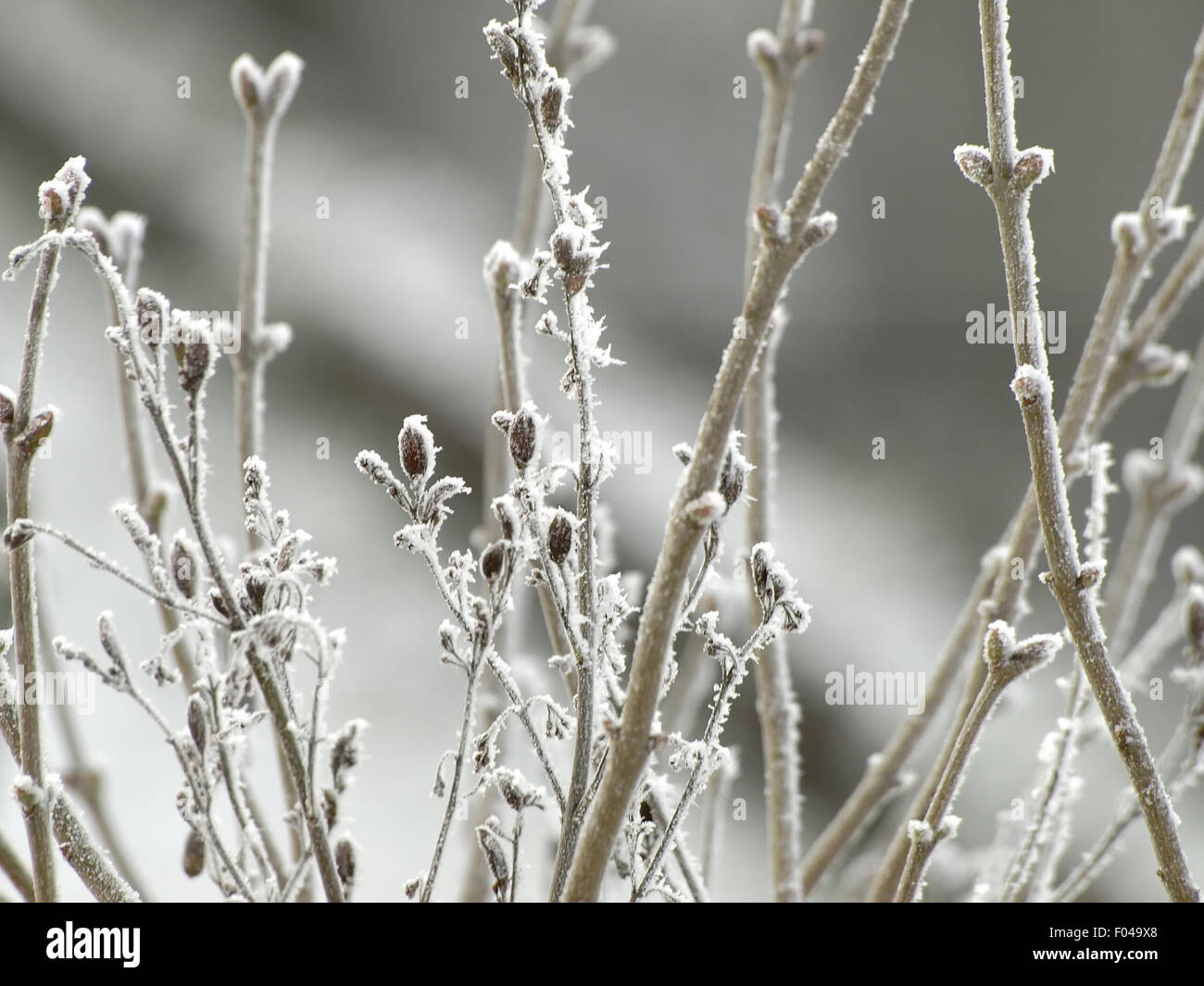 winter frosty branch Stock Photo - Alamy