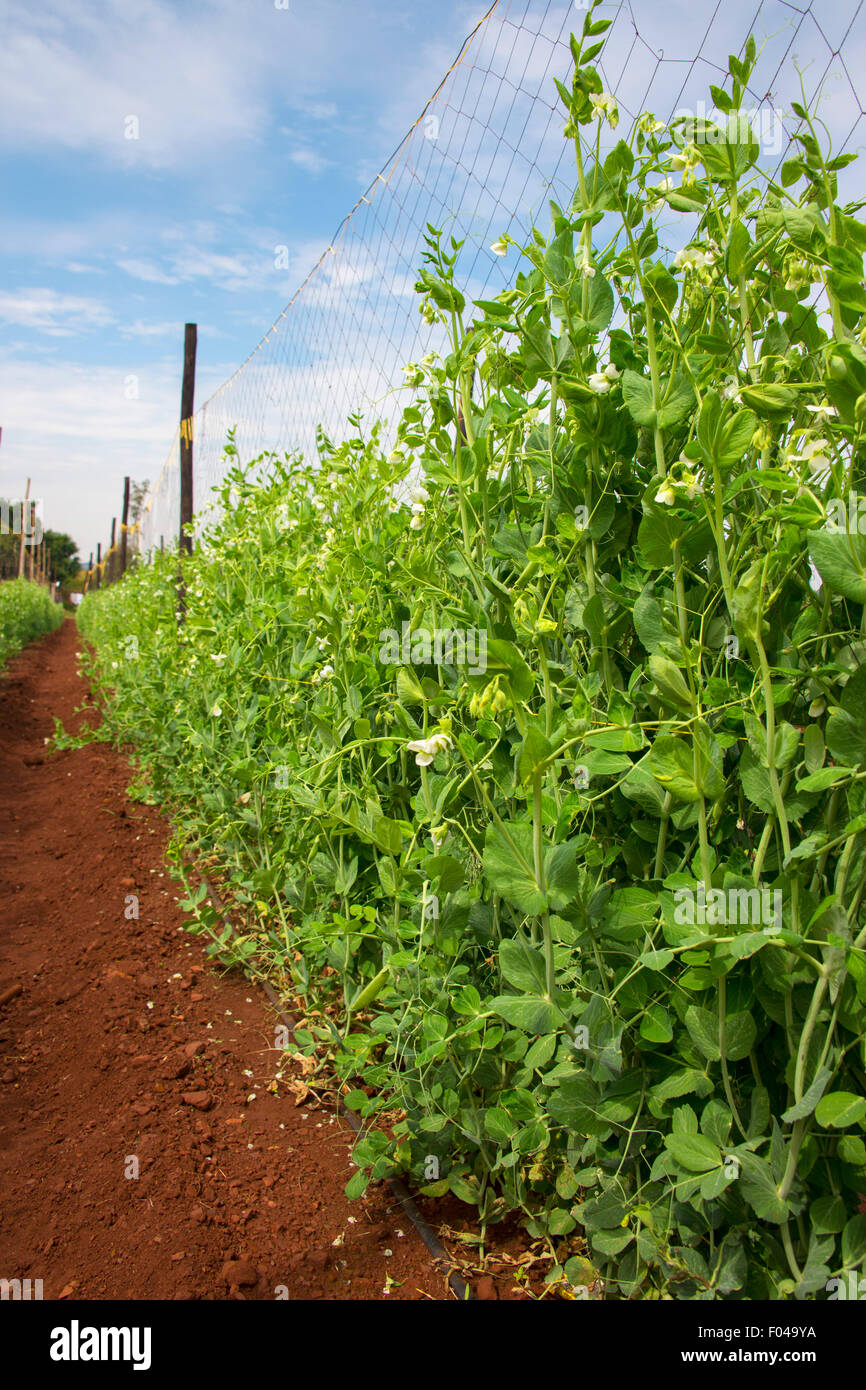 Climbing crops hi-res stock photography and images - Alamy