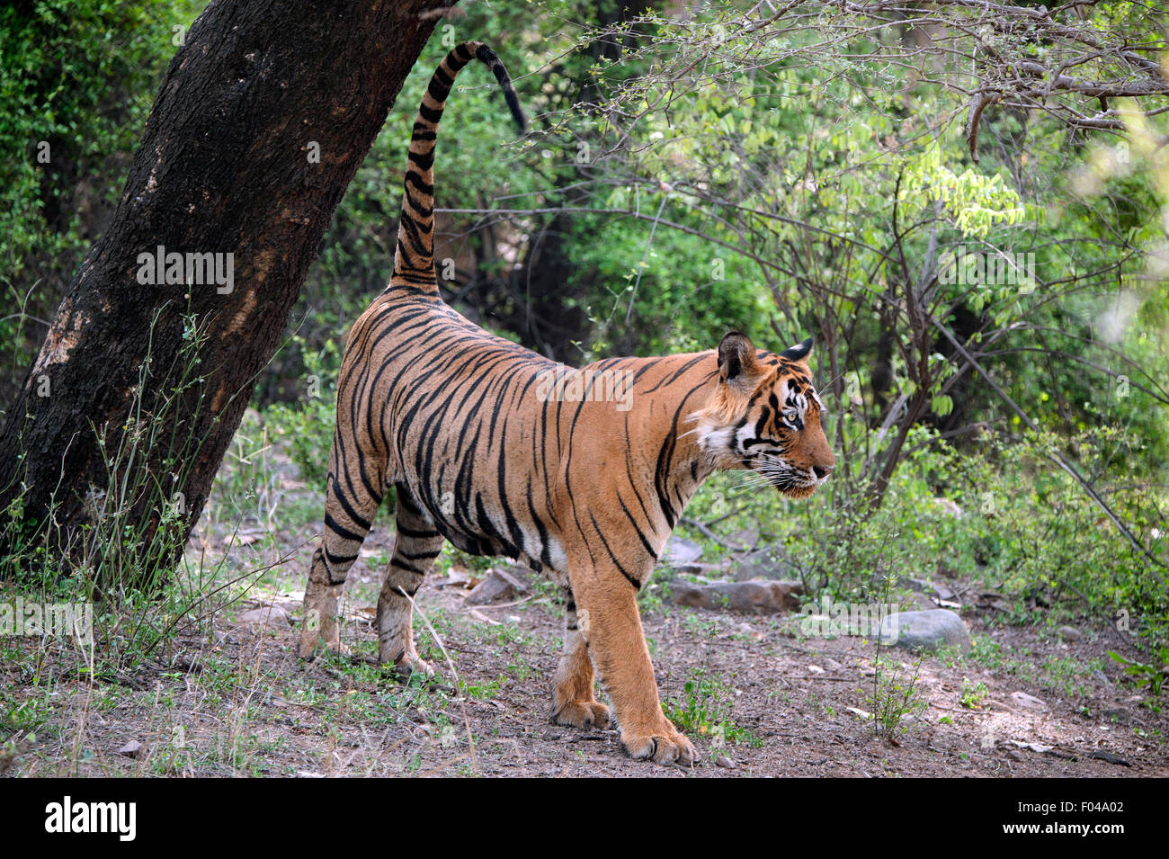 Tiger mammal male scent marking carnivore hi-res stock photography and ...