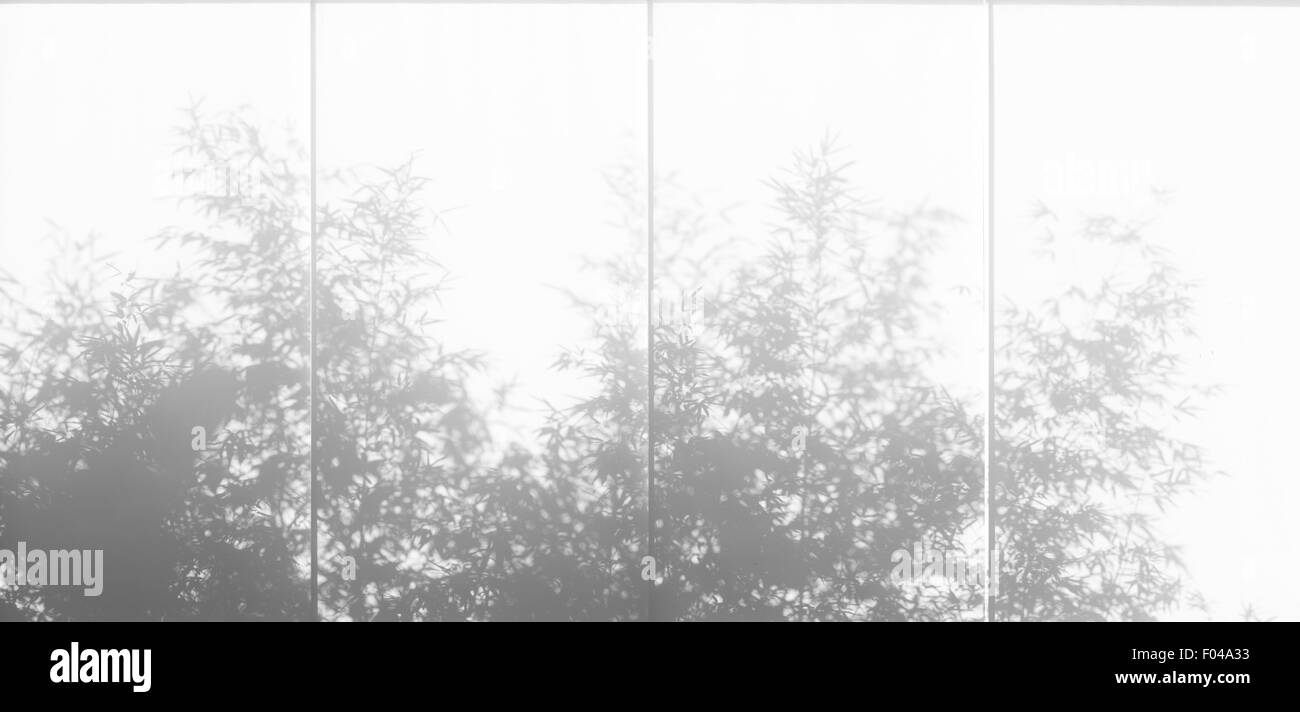 Plants shadows through window Stock Photo - Alamy