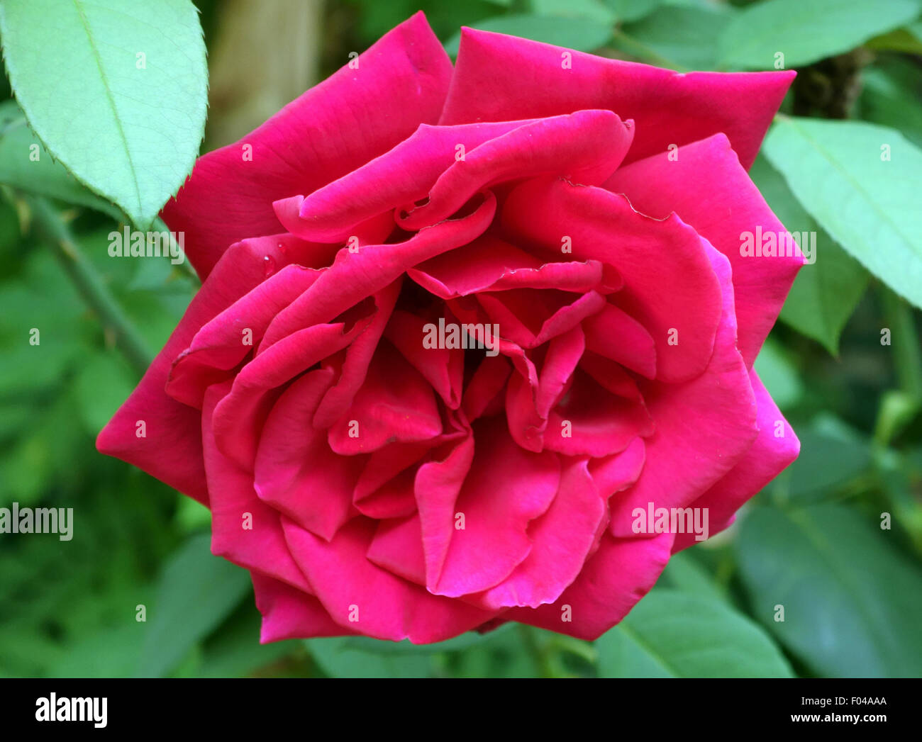 French Red Rose