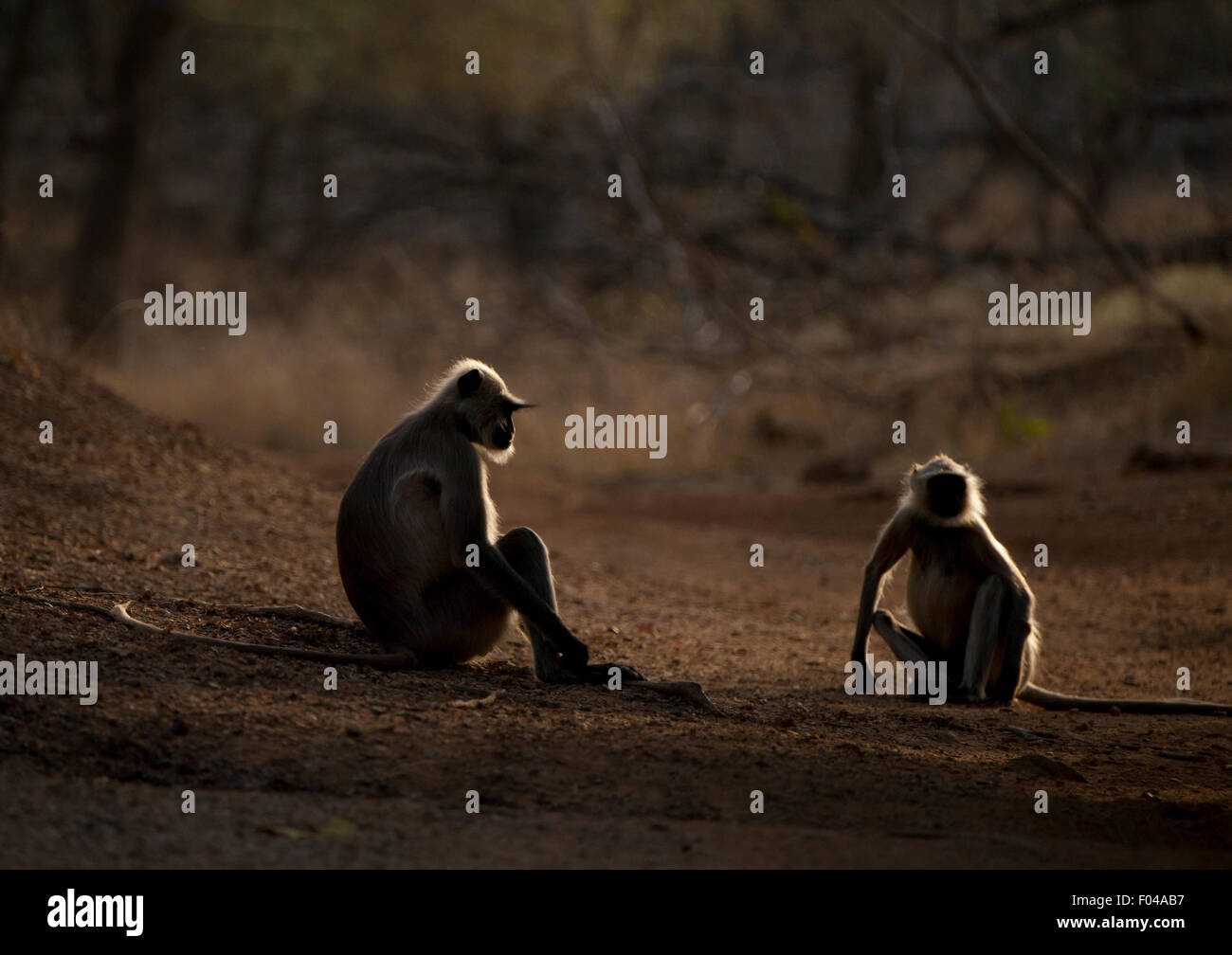 Mating primate hi-res stock photography and images - Alamy