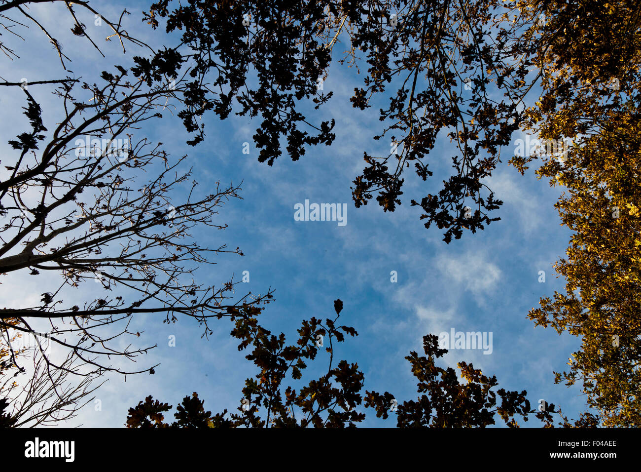 Blue sky through trees hi-res stock photography and images - Alamy