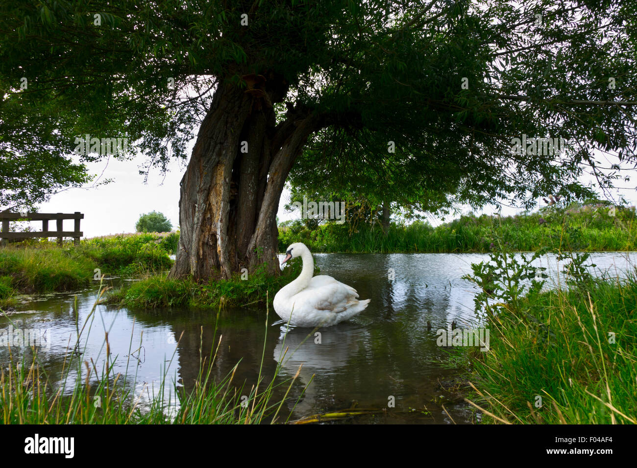 River Stour Dedham vale Stock Photo - Alamy