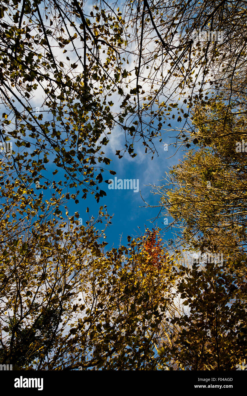 Looking up sky through trees hi-res stock photography and images - Alamy