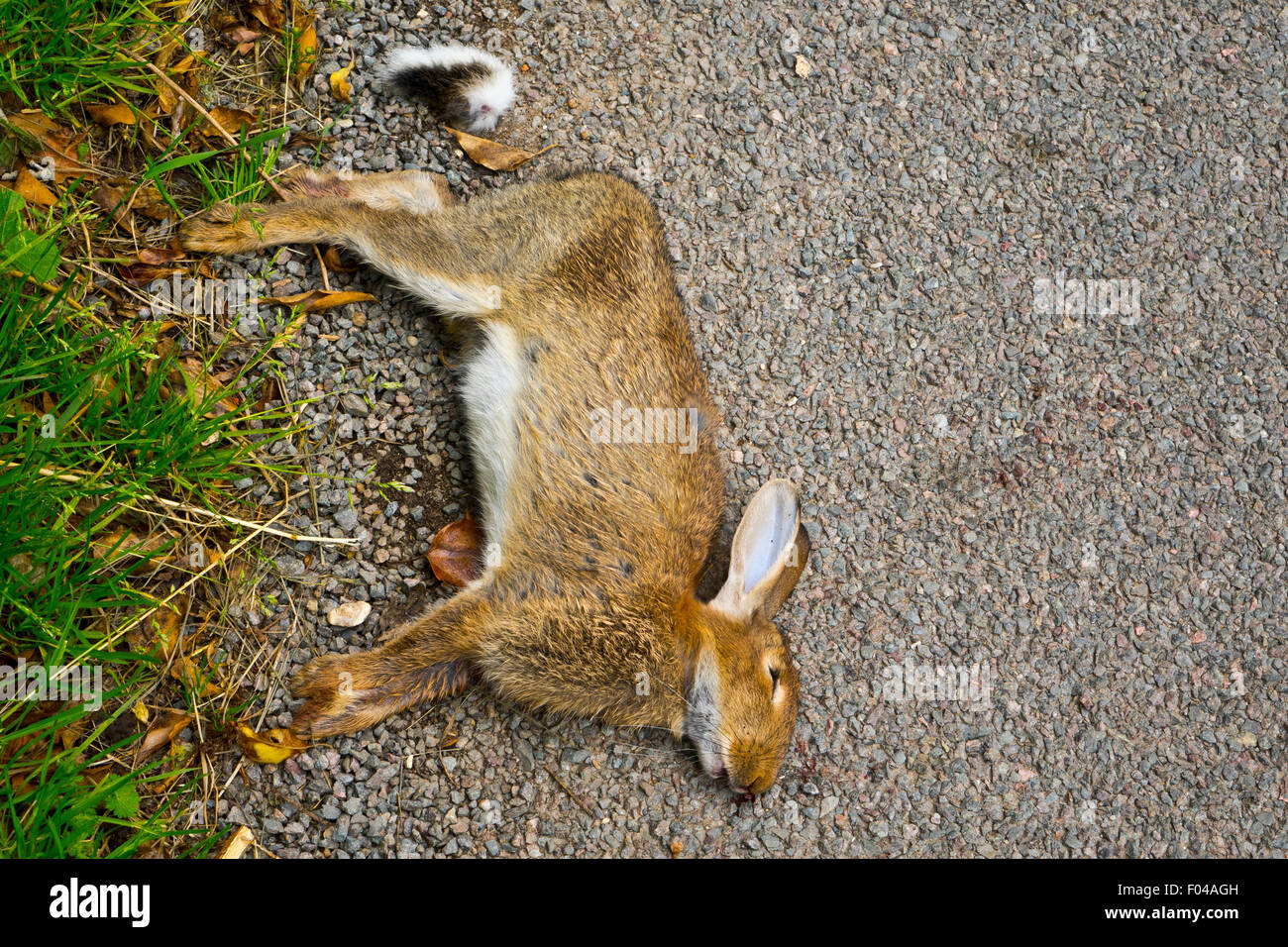 Road kill dead rabbit Stock Photo - Alamy