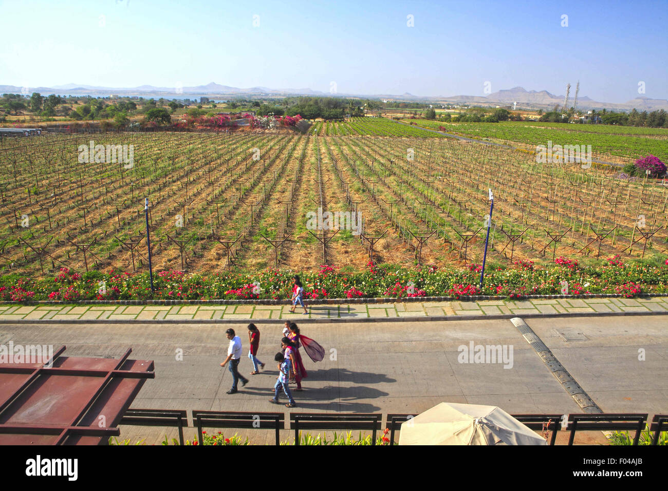 Sula vineyards, india hi-res stock photography and images - Alamy