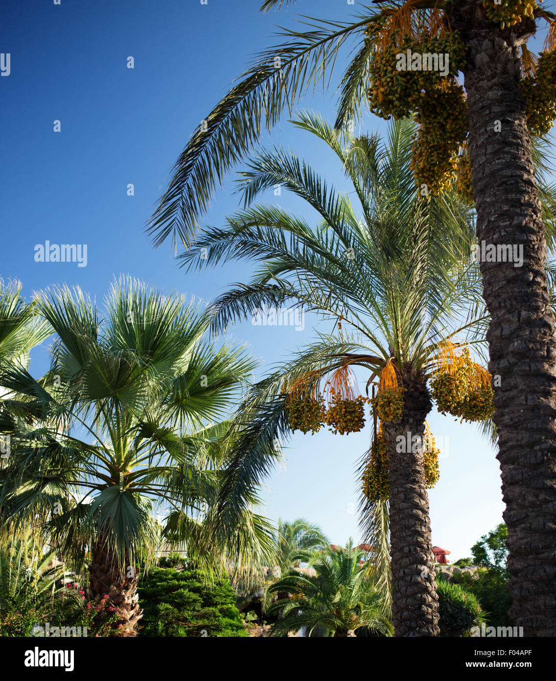 Palm trees over blue sky background Stock Photo - Alamy