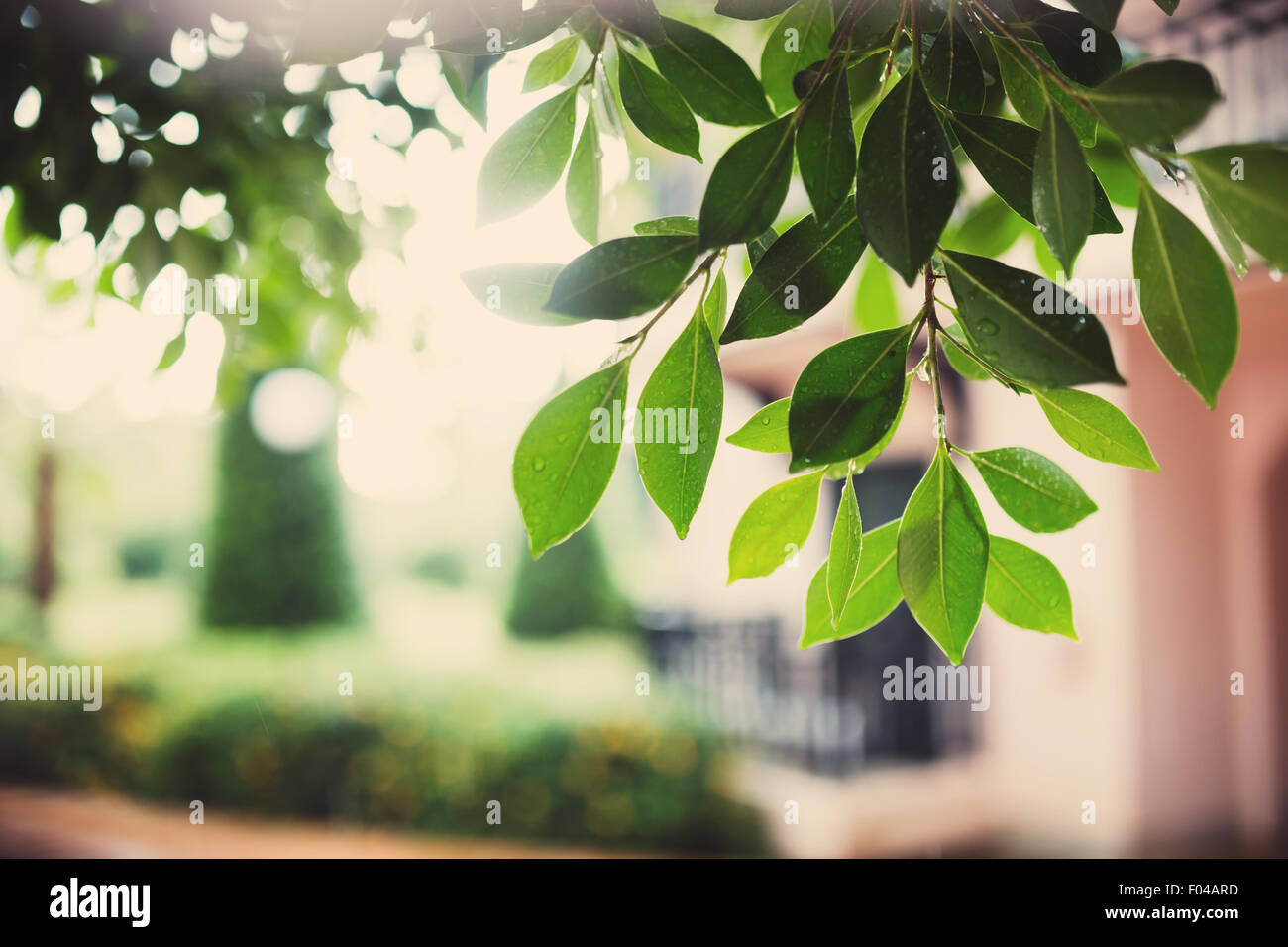 Beautiful green leaves and bright sun, after rain Stock Photo - Alamy