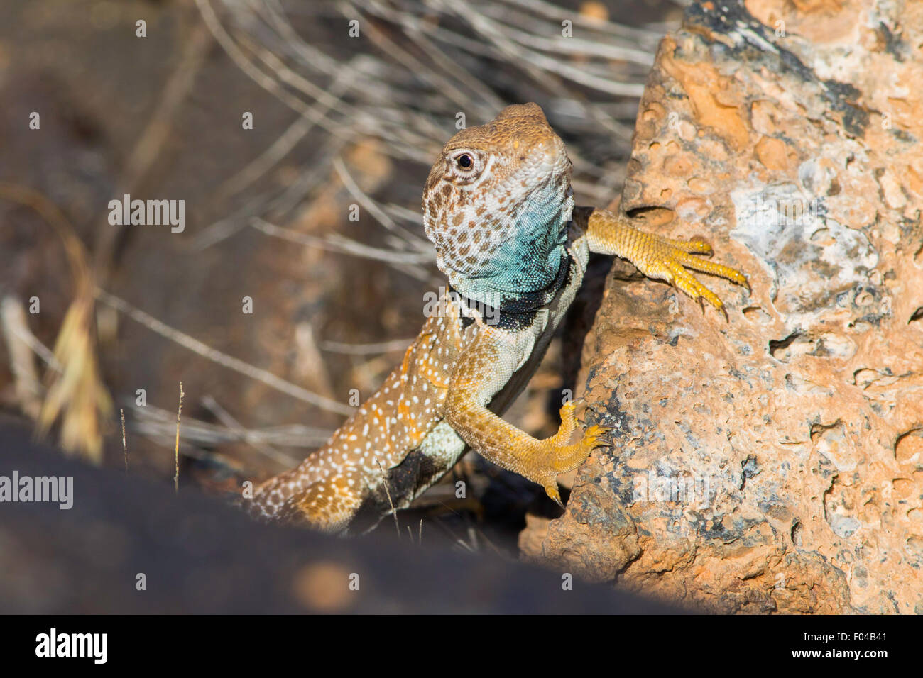 Desert collared lizard hi-res stock photography and images - Alamy