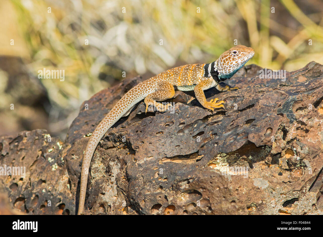 Great basin collared lizard hi-res stock photography and images - Alamy