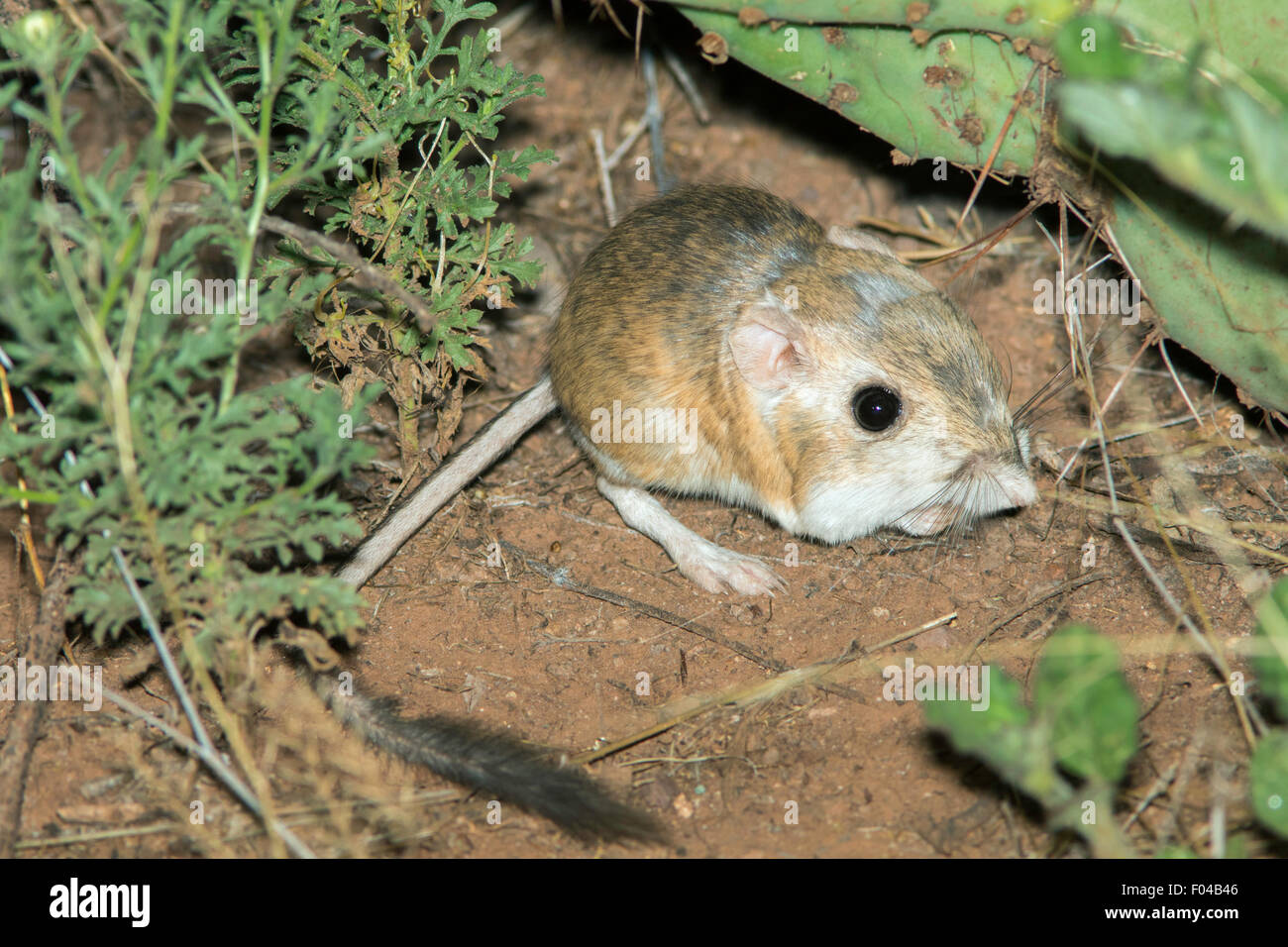 Merriam Kangaroo Rat Dipodomys merriami near Oracle, Pinal County ...