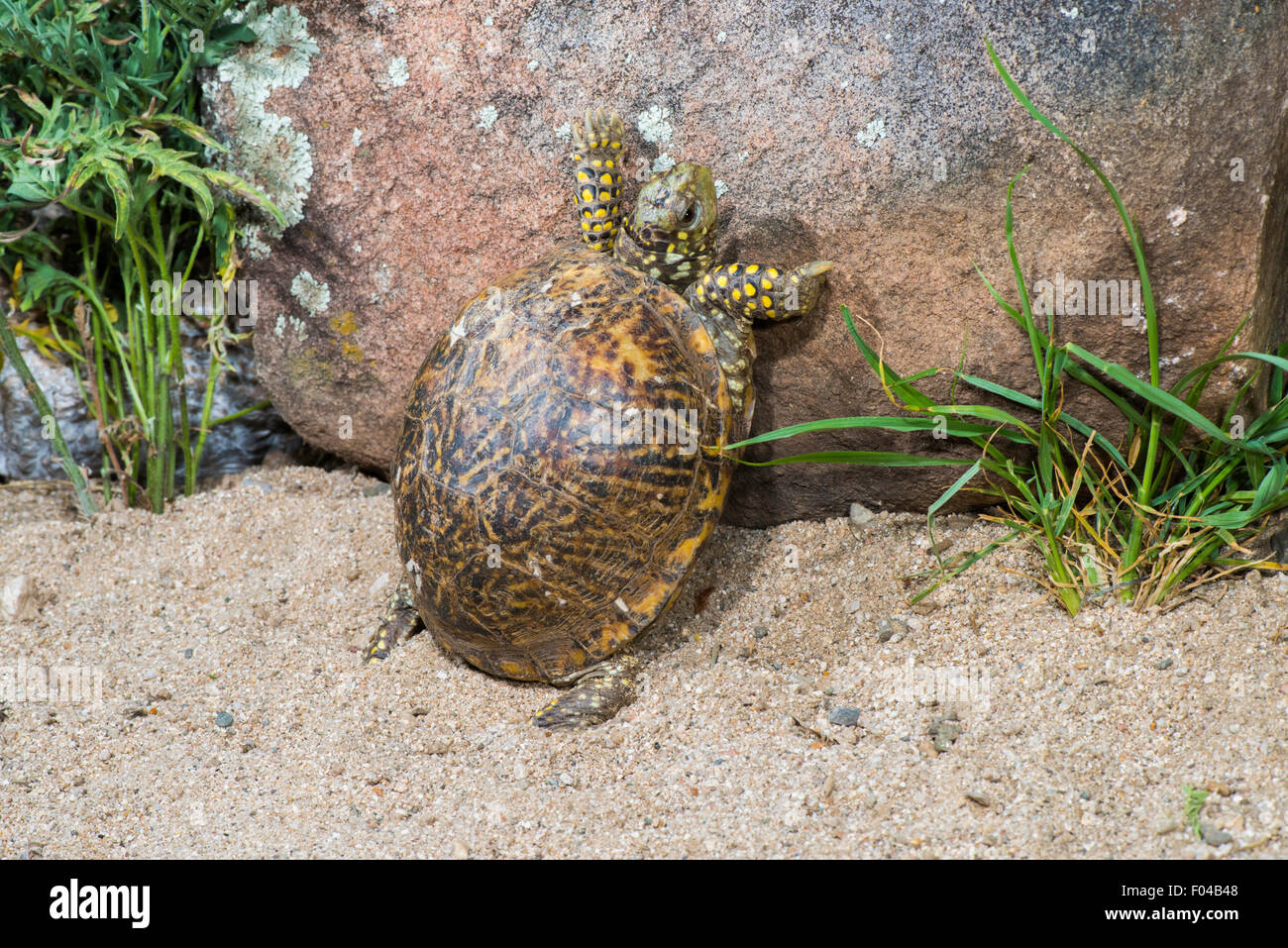 Ornate Box Turtle Terrapene ornata luteola Tucson, Pima County, Arizona ...
