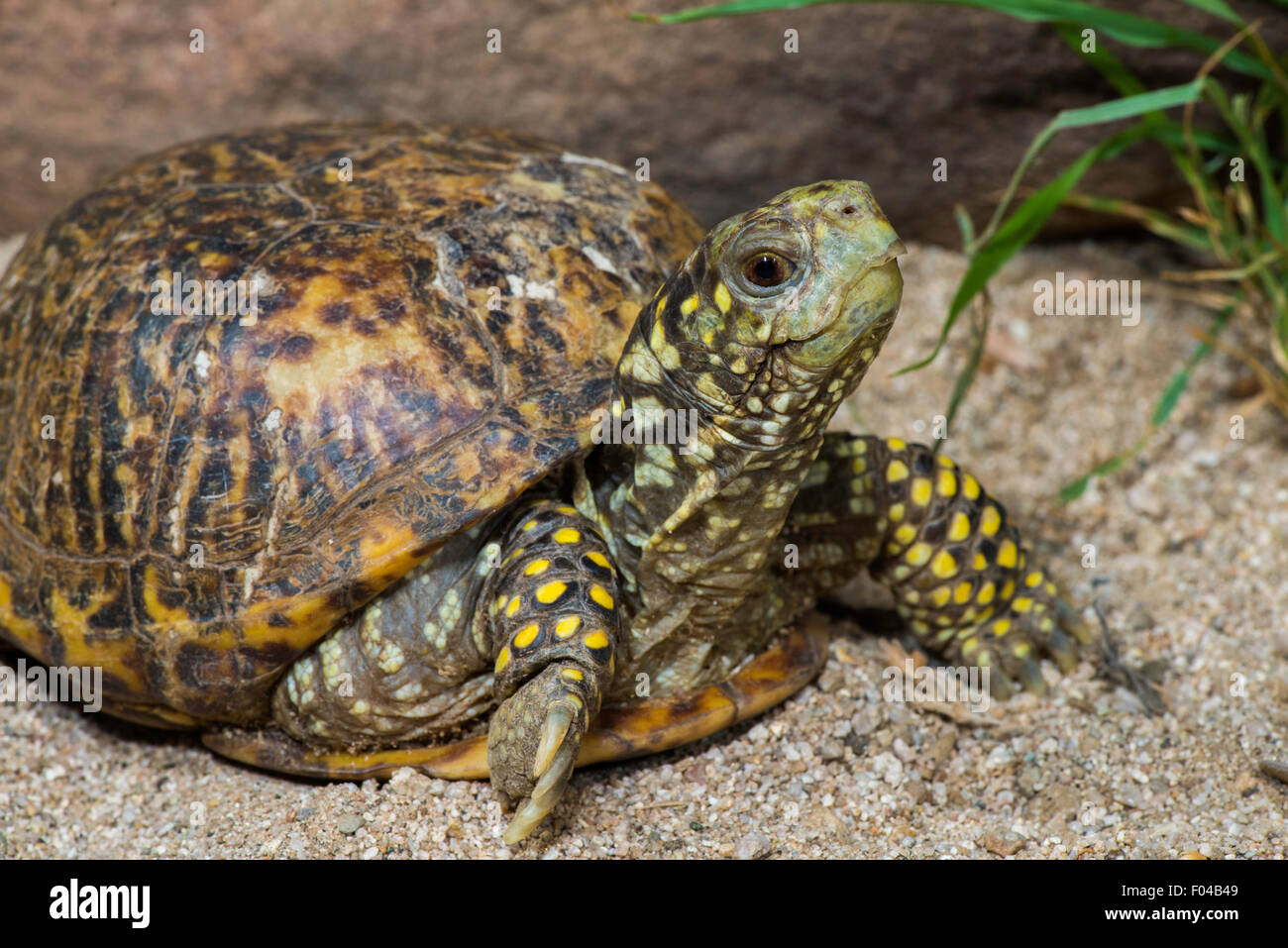 Female box turtle hi-res stock photography and images - Alamy