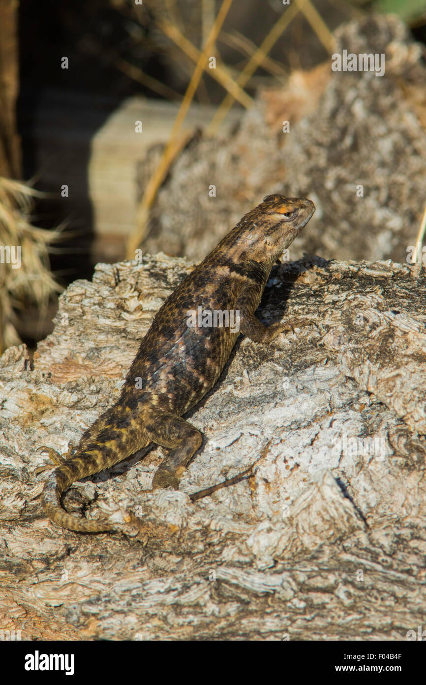 Yellow-backed Spiny Lizard Sceloporus uniformis Snow Canyon State Park ...