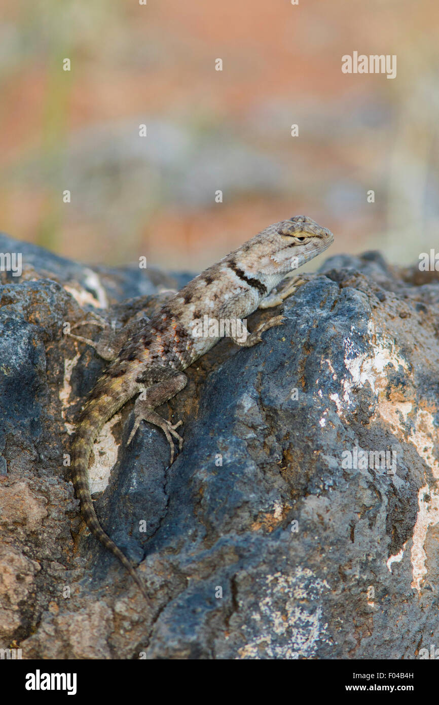 Yellow-backed Spiny Lizard Sceloporus uniformis Snow Canyon State Park ...