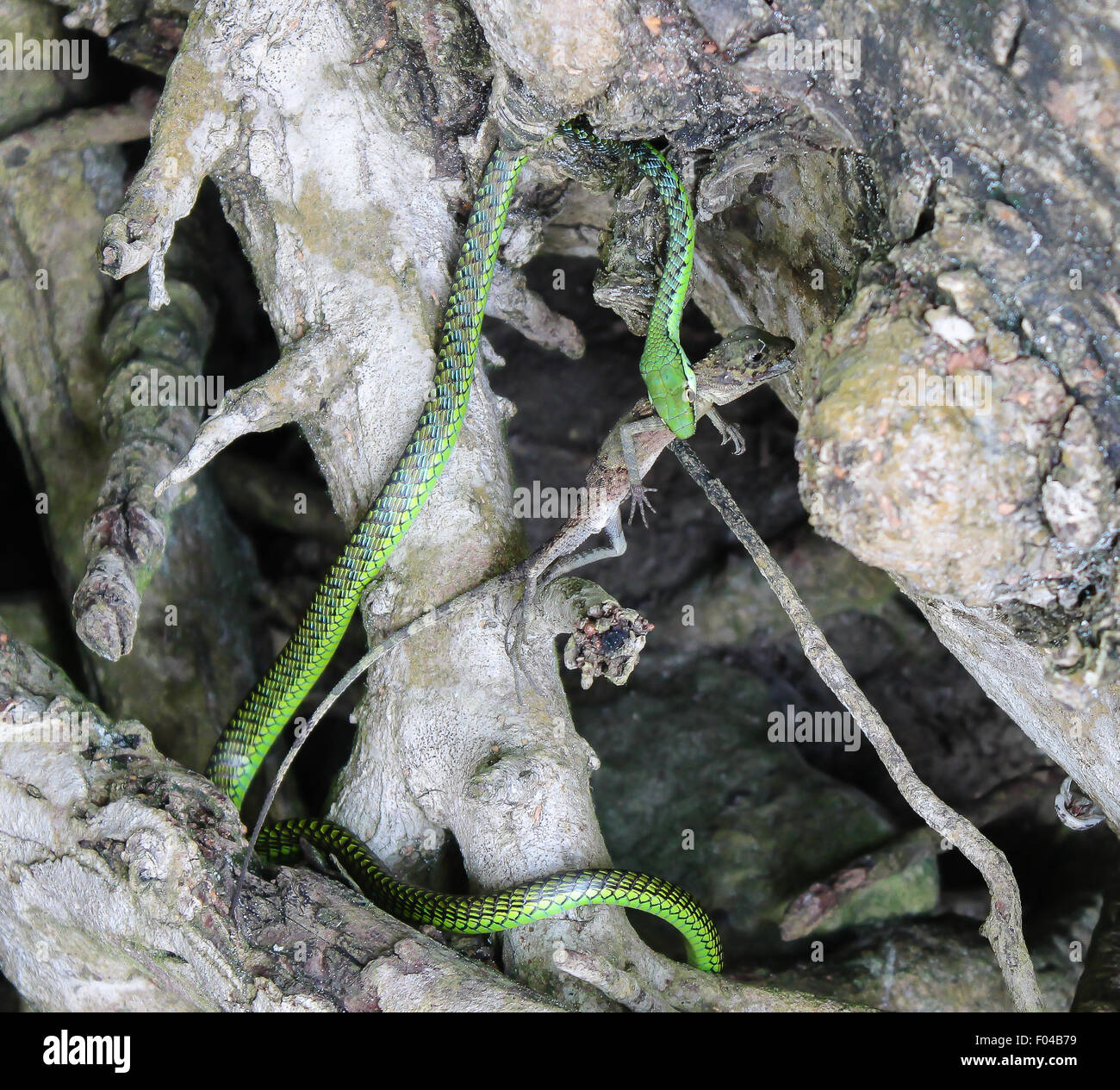 green snake hunting a lizard Stock Photo - Alamy