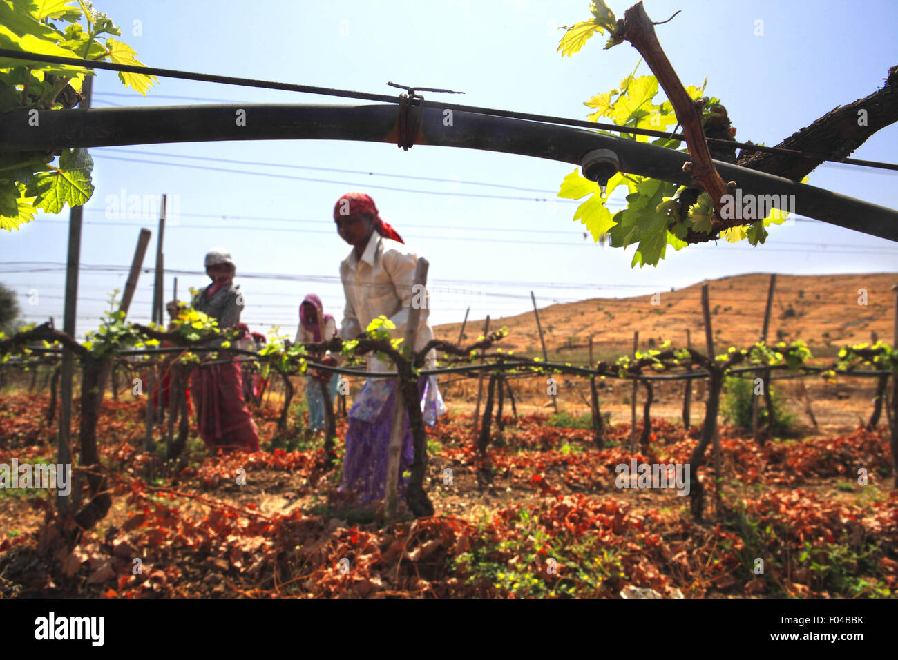 Sula vineyards, india hi-res stock photography and images - Alamy