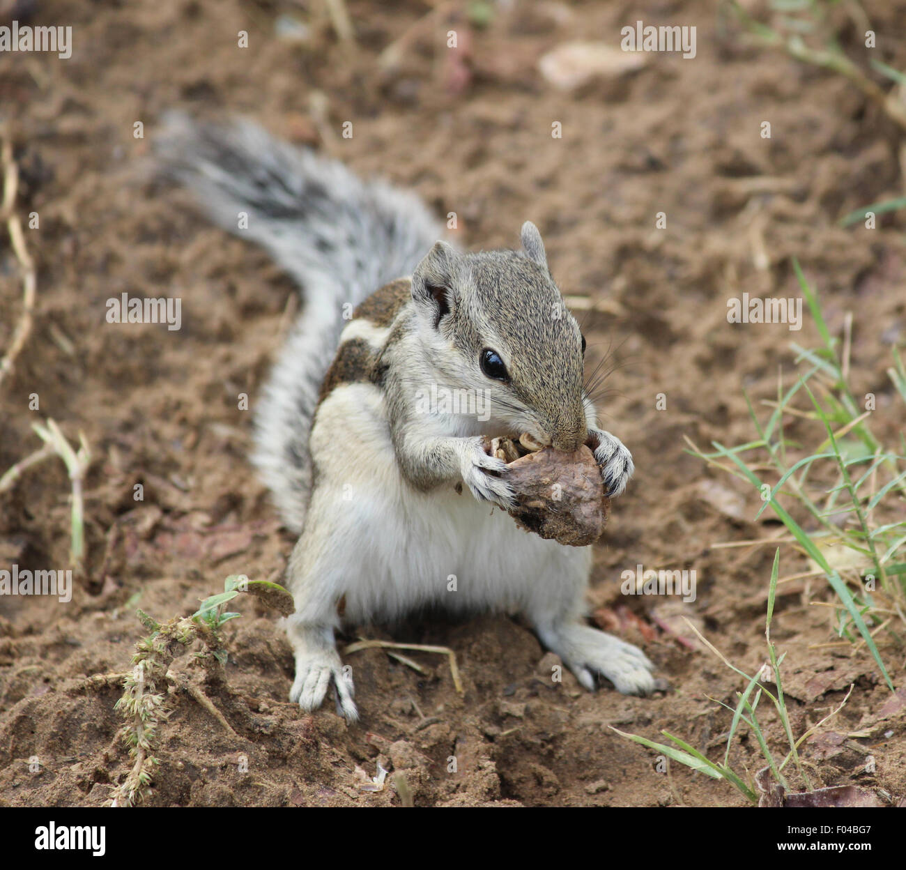 Micro squirrel hi-res stock photography and images - Alamy