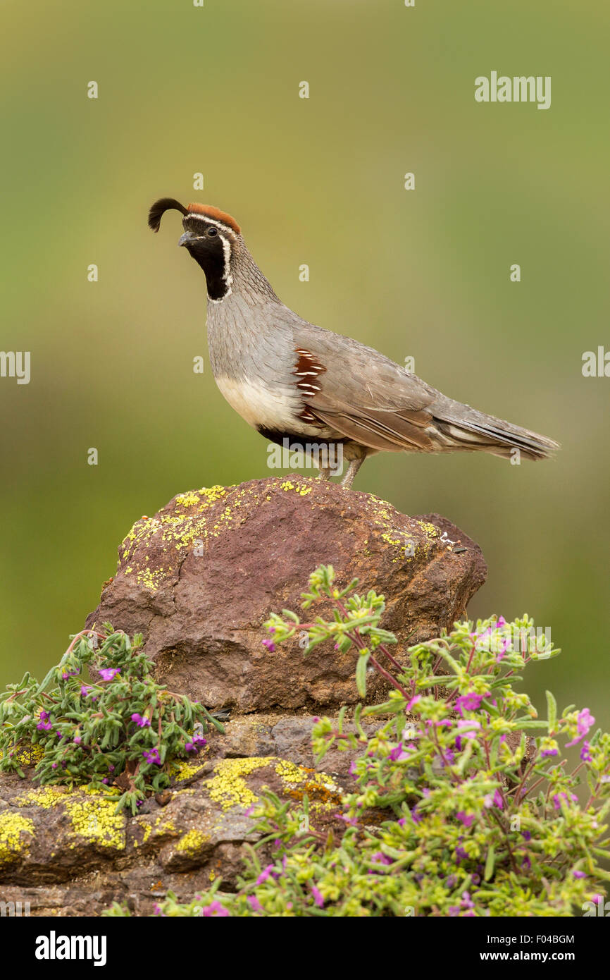 Gambel's Quail Callipepla gambelii Tucson, Arizona, United States 21 ...