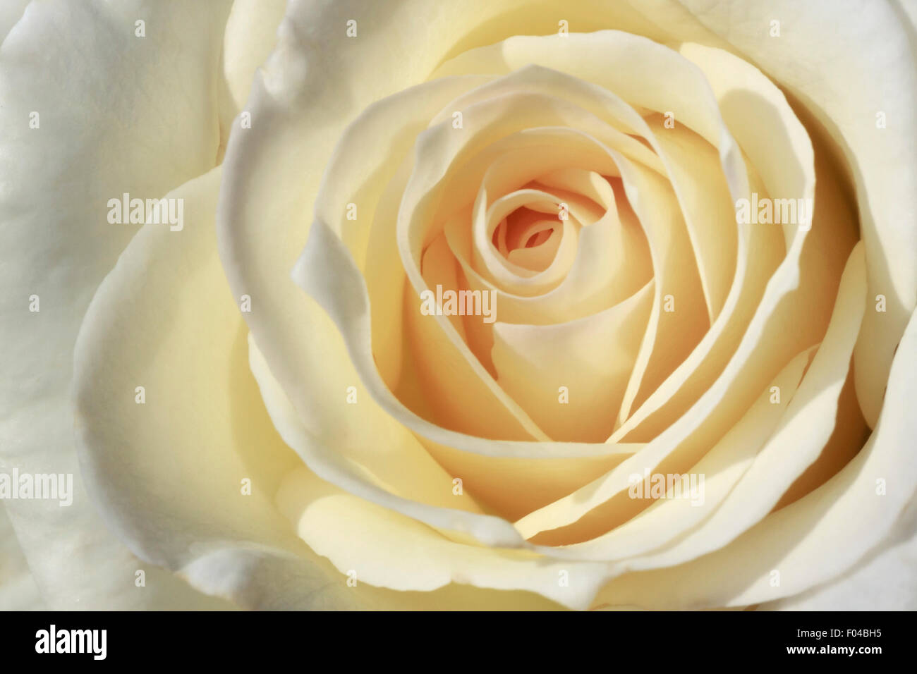 close up of white rose Stock Photo - Alamy