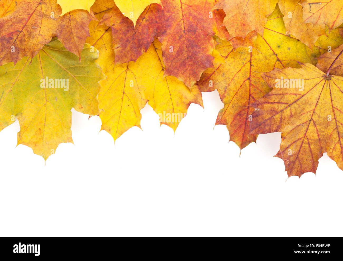 Colorful autumn maple leaves frame. Isolated on white background Stock ...