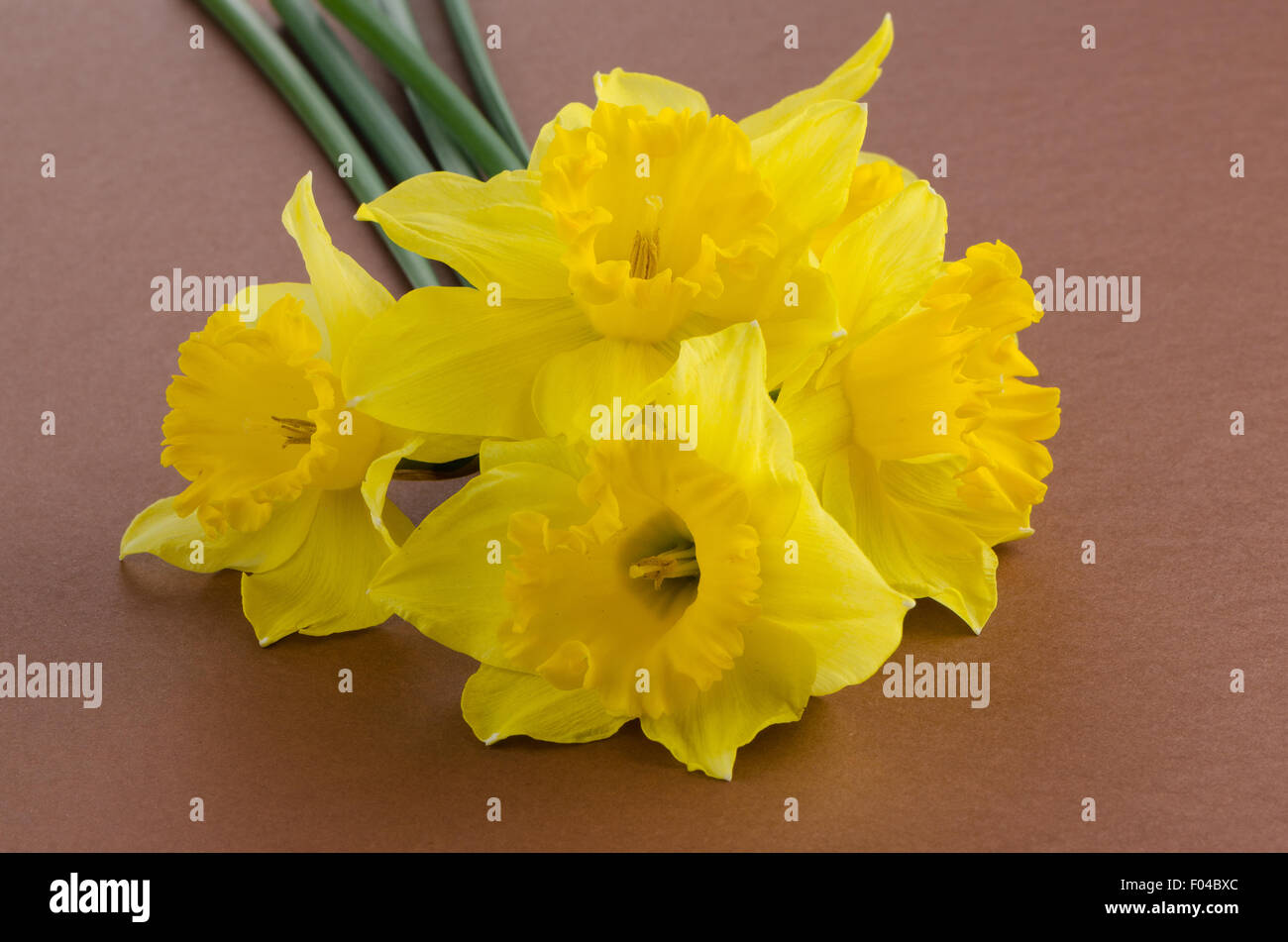 Yellow jonquil flowers on paper background Stock Photo - Alamy