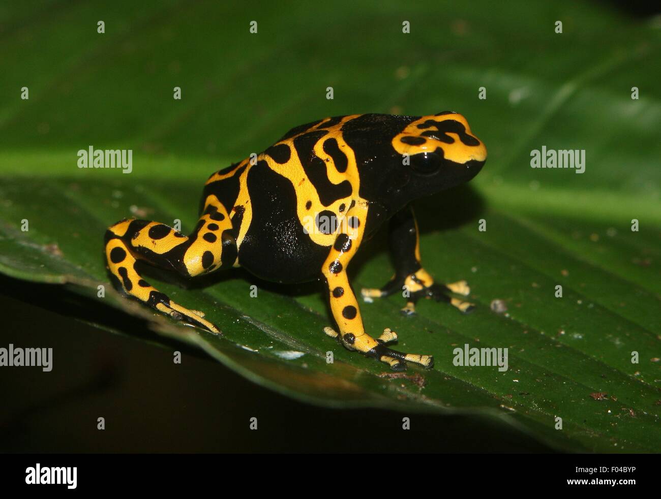 Yellow headed poison dart frog hi-res stock photography and images - Alamy