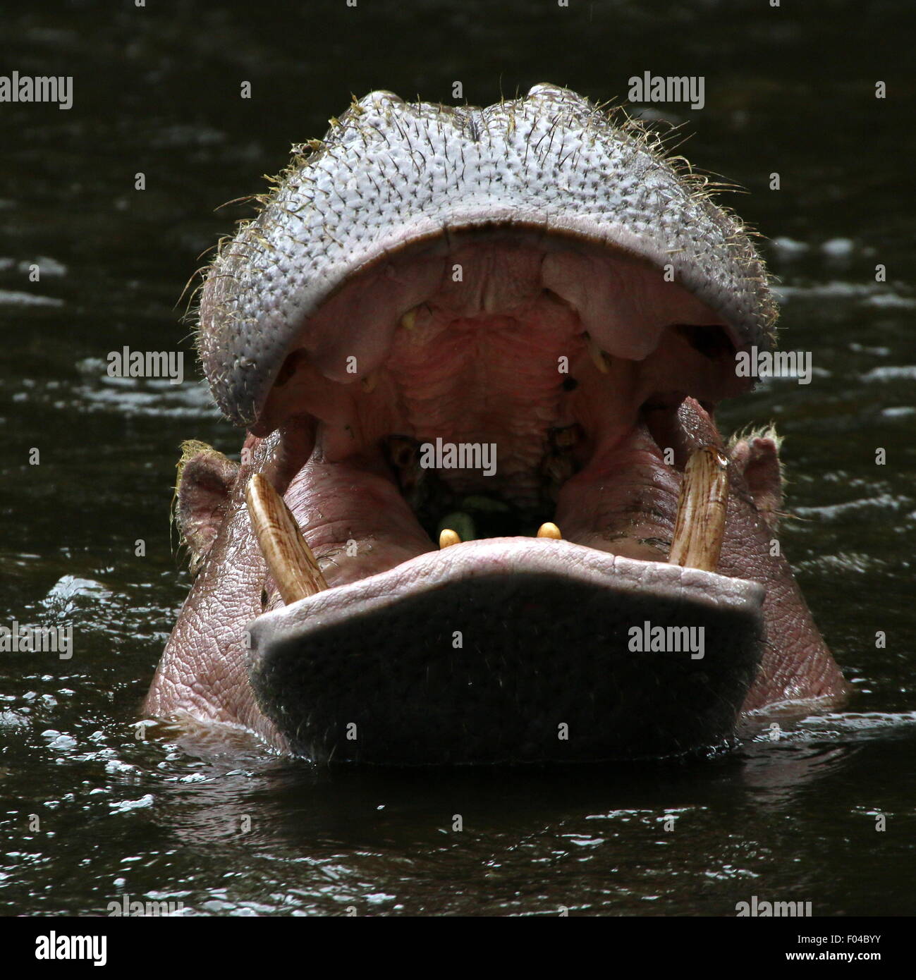 Hippo hairy hi-res stock photography and images - Alamy
