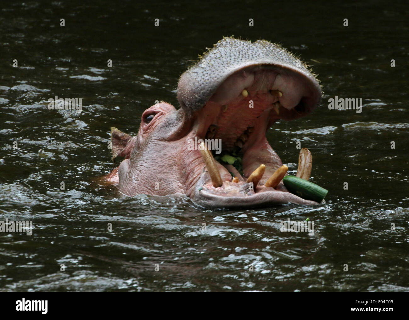 Submerged African Hippo (Hippopotamus amphibius) in close-up, rearing ...