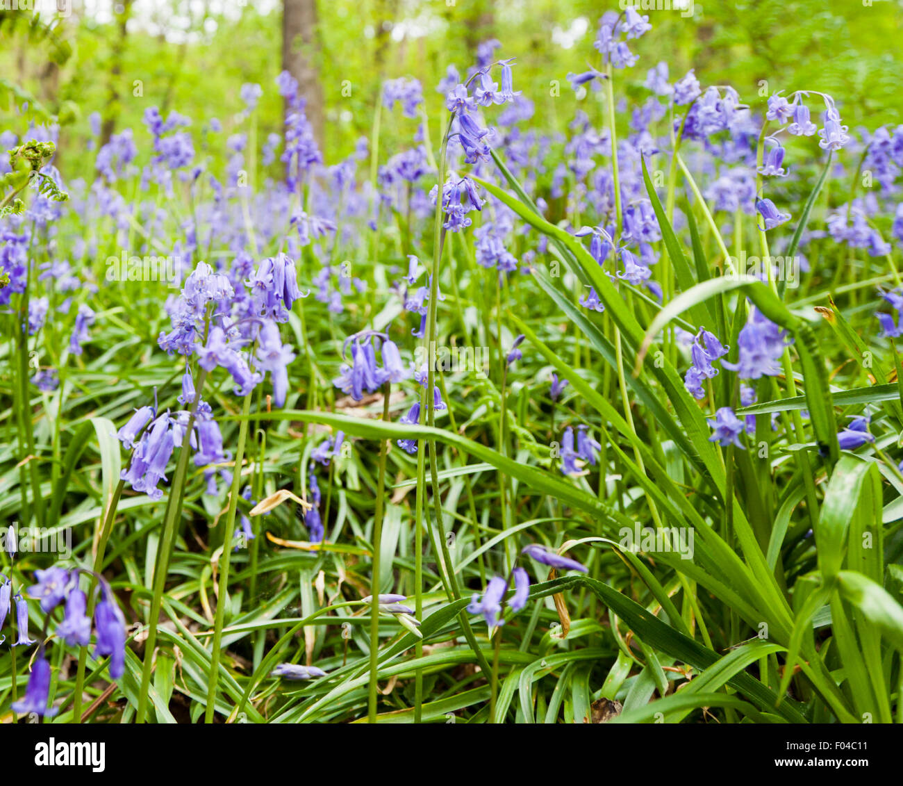 Bluebells in the woods, spring time in England Stock Photo - Alamy