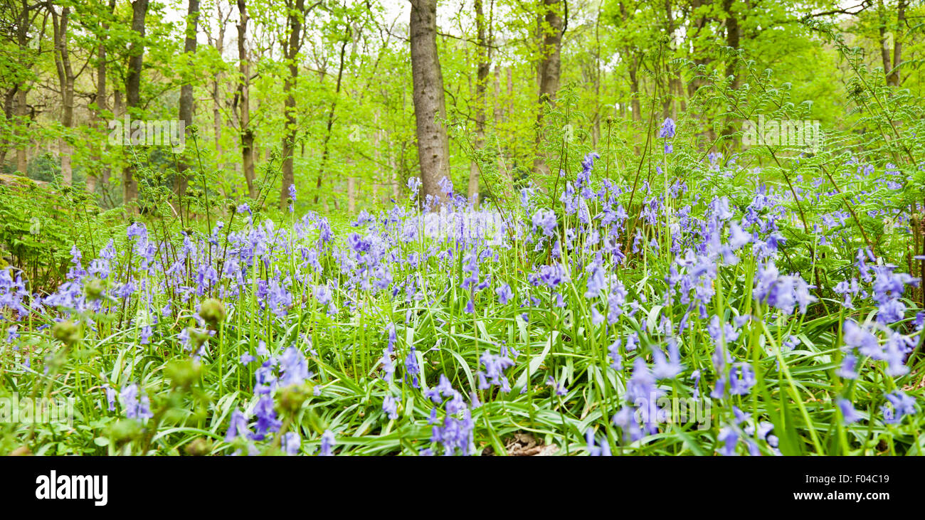 Bluebells in the woods, spring time in England Stock Photo - Alamy