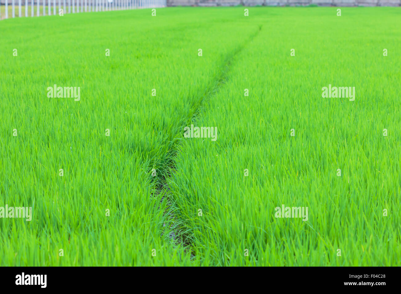Green fields close hi-res stock photography and images - Alamy