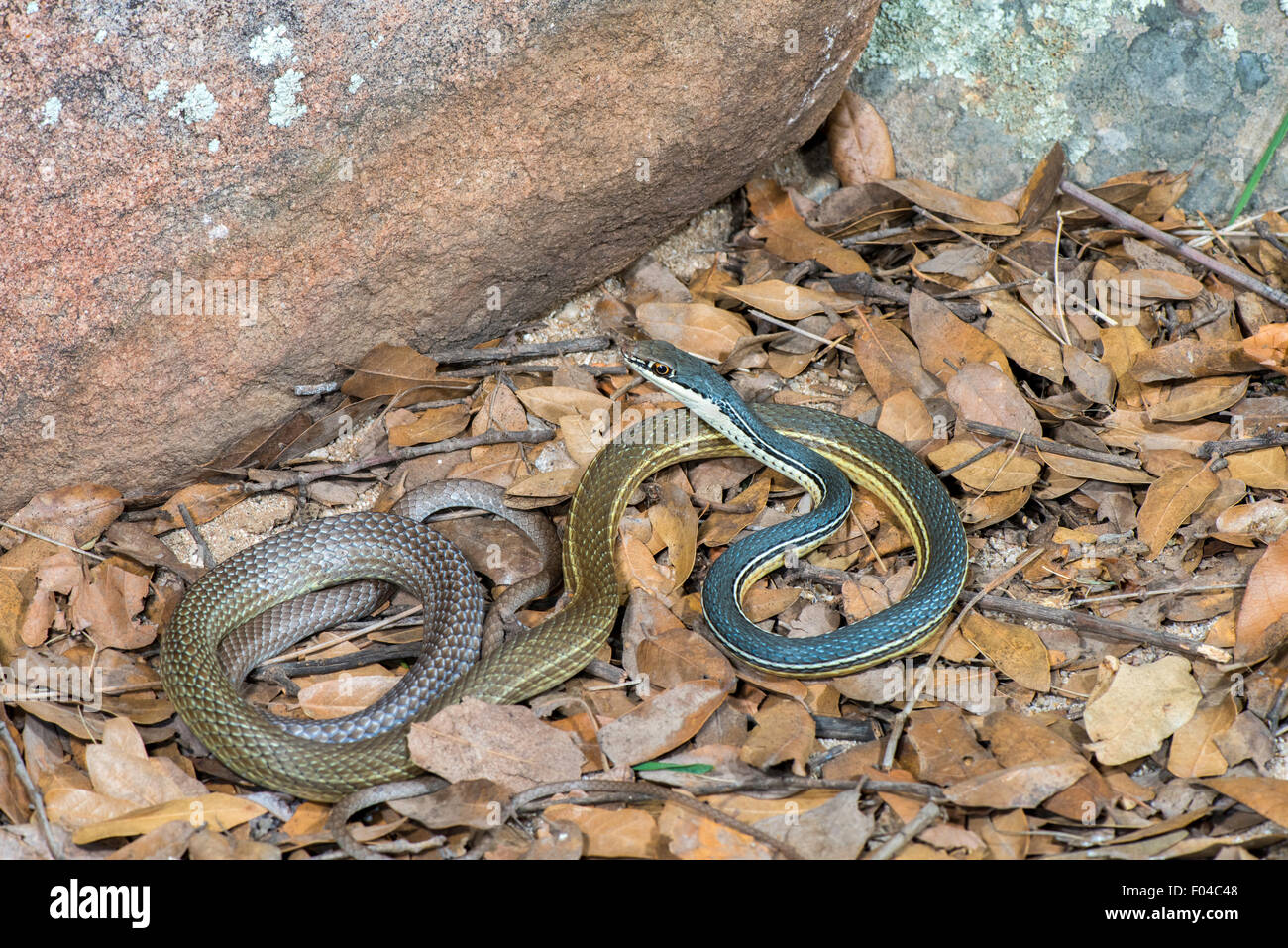 Sonoran whipsnake masticophis bilineatus hi-res stock photography and ...