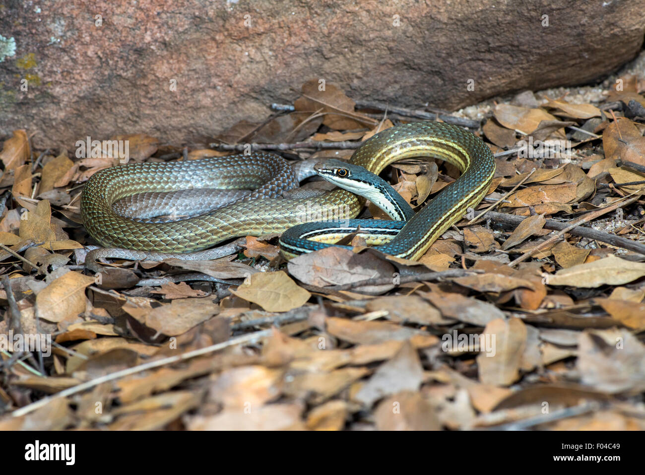 Sonoran whipsnake masticophis bilineatus hi-res stock photography and ...