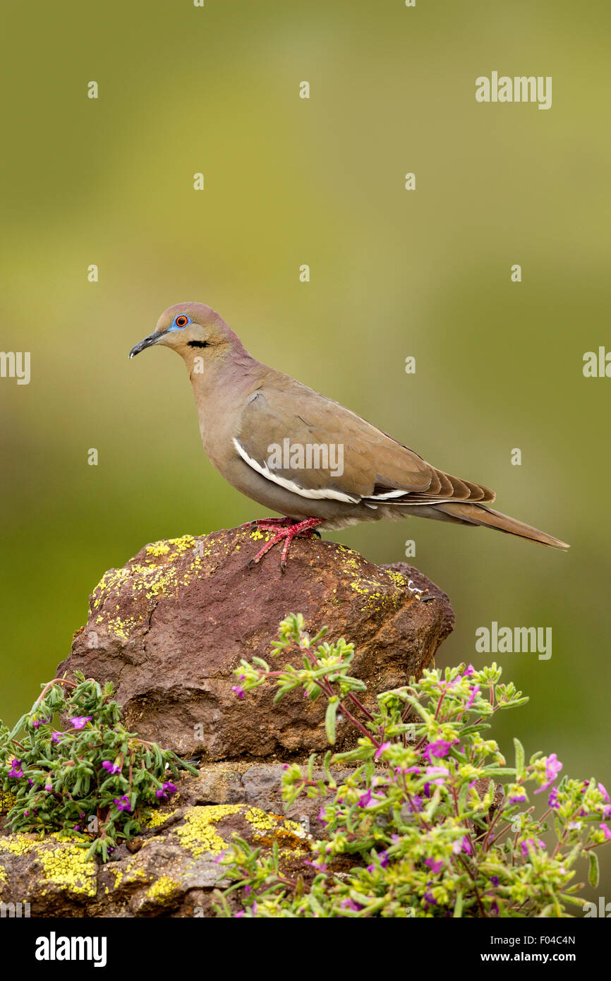 White-winged Dove Zenaida asiatica Tucson, Pima County, Arizona, United ...