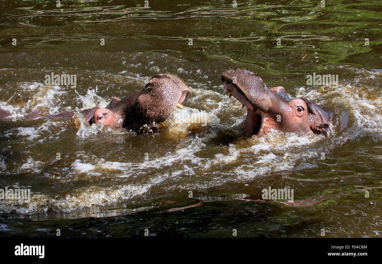 Fighting African Hippos (Hippopotamus amphibius) in close-up Stock ...