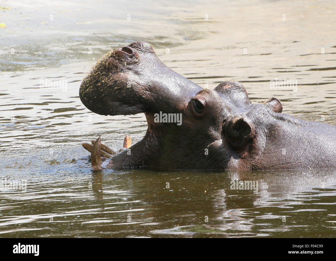Submerged African Hippo (Hippopotamus amphibius) in close-up, rearing ...