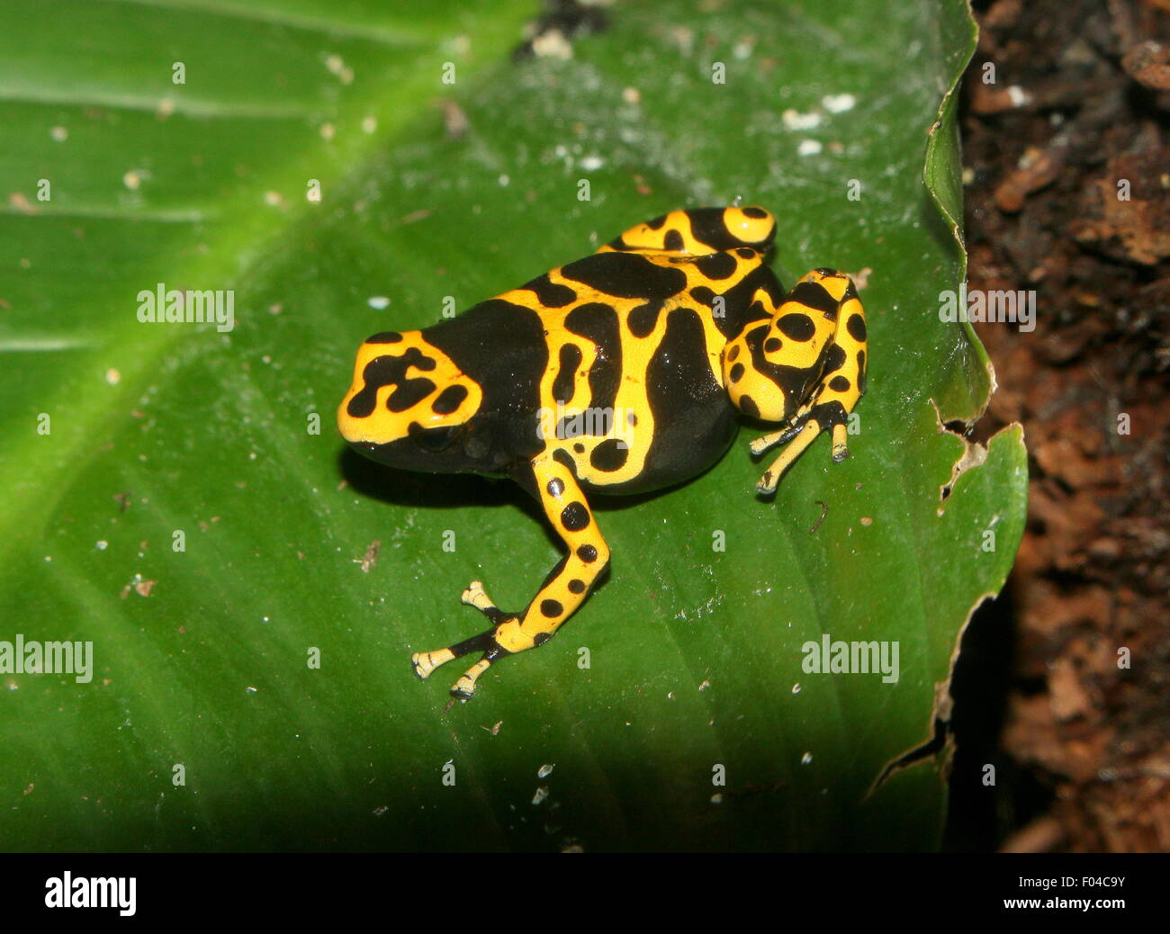South American Yellow banded or yellow headed poison dart frog ...