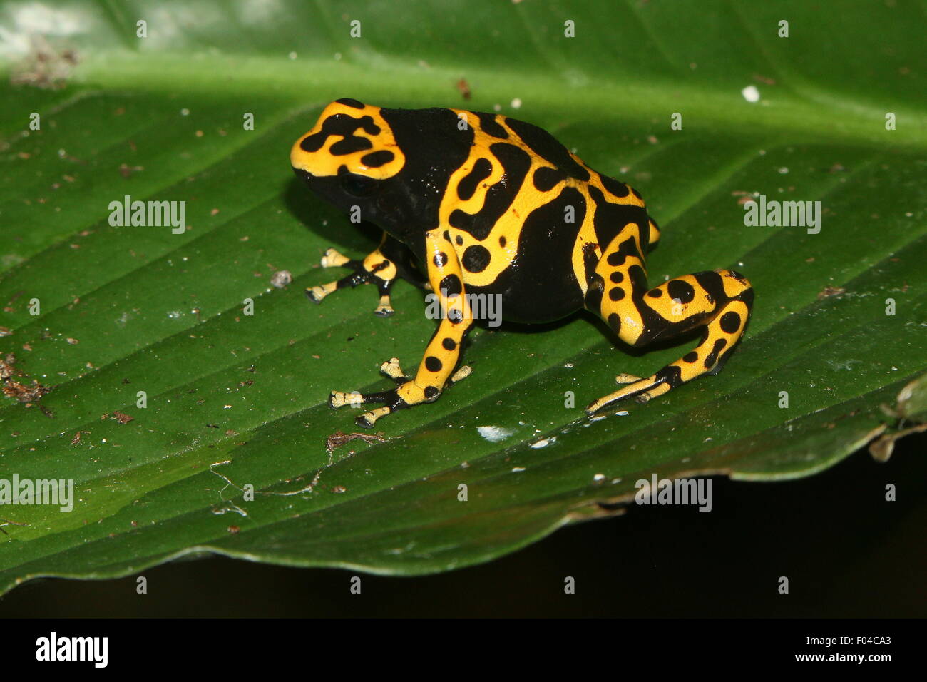 South American Yellow banded or yellow headed poison dart frog ...