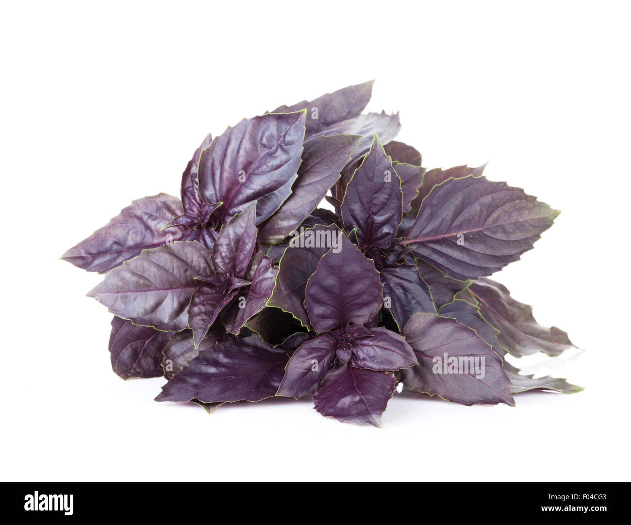Purple basil hi-res stock photography and images - Alamy