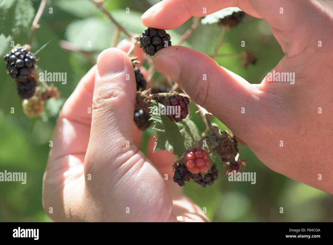 Picking from a cluster of wild blackberry Stock Photo - Alamy