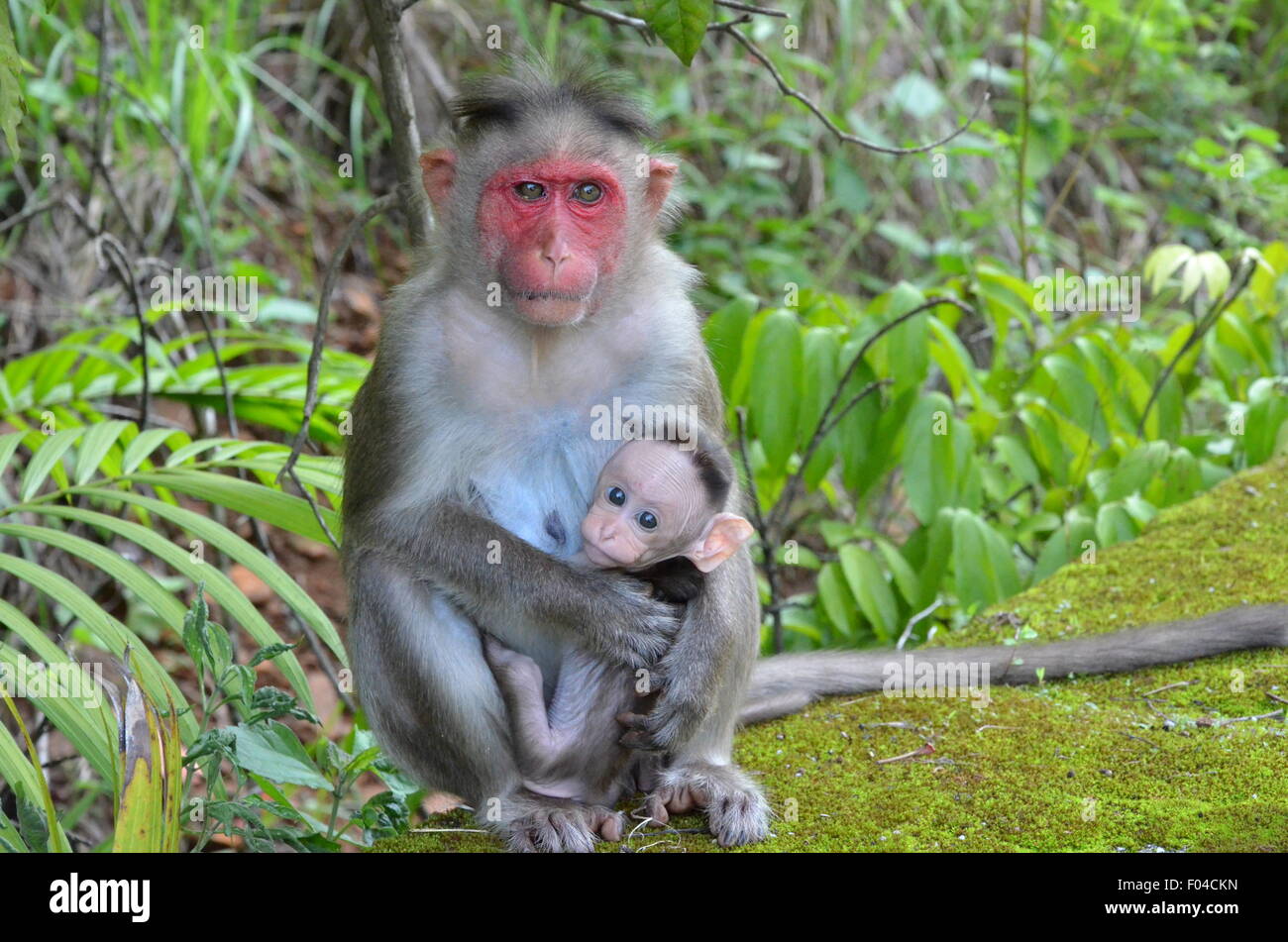 Monkey with its baby Stock Photo - Alamy